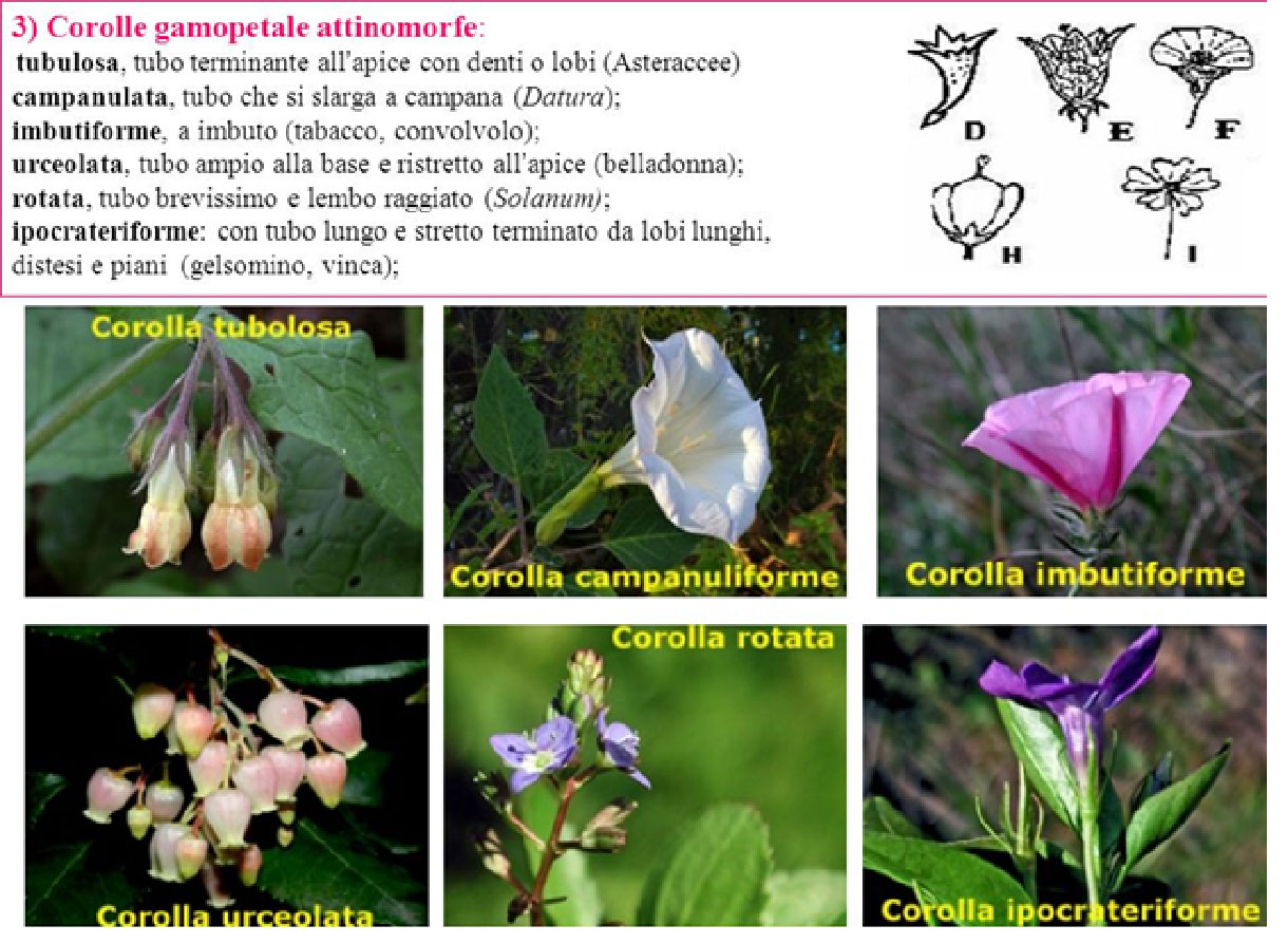 LE PARTI DEL FIORE | Germoglio Verde