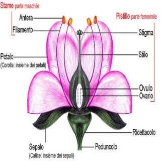 LA CLASSIFICAZIONE DEI FIORI | GermoglioVerde
