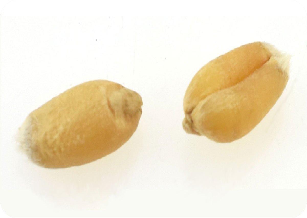 STRUTTURA DELLA PIANTA DEL FRUMENTO | GermoglioVerde