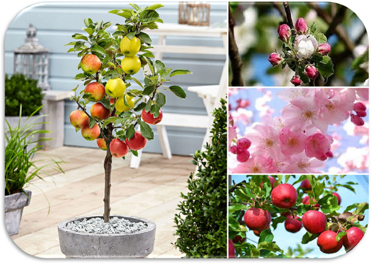 IL MELO E LE SUE CARATTERISTICHE | Germoglio Verde