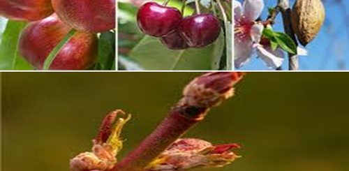 LA CLASSIFICAZIONE DEGLI ALBERI DA FRUTTO | Germoglio Verde