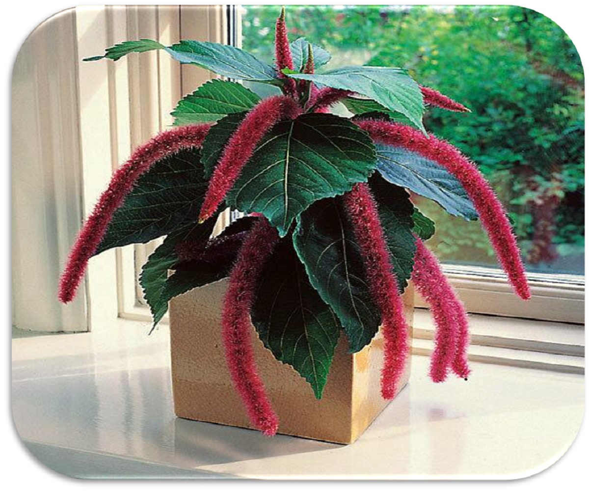 ACALYPHA | Germoglio Verde